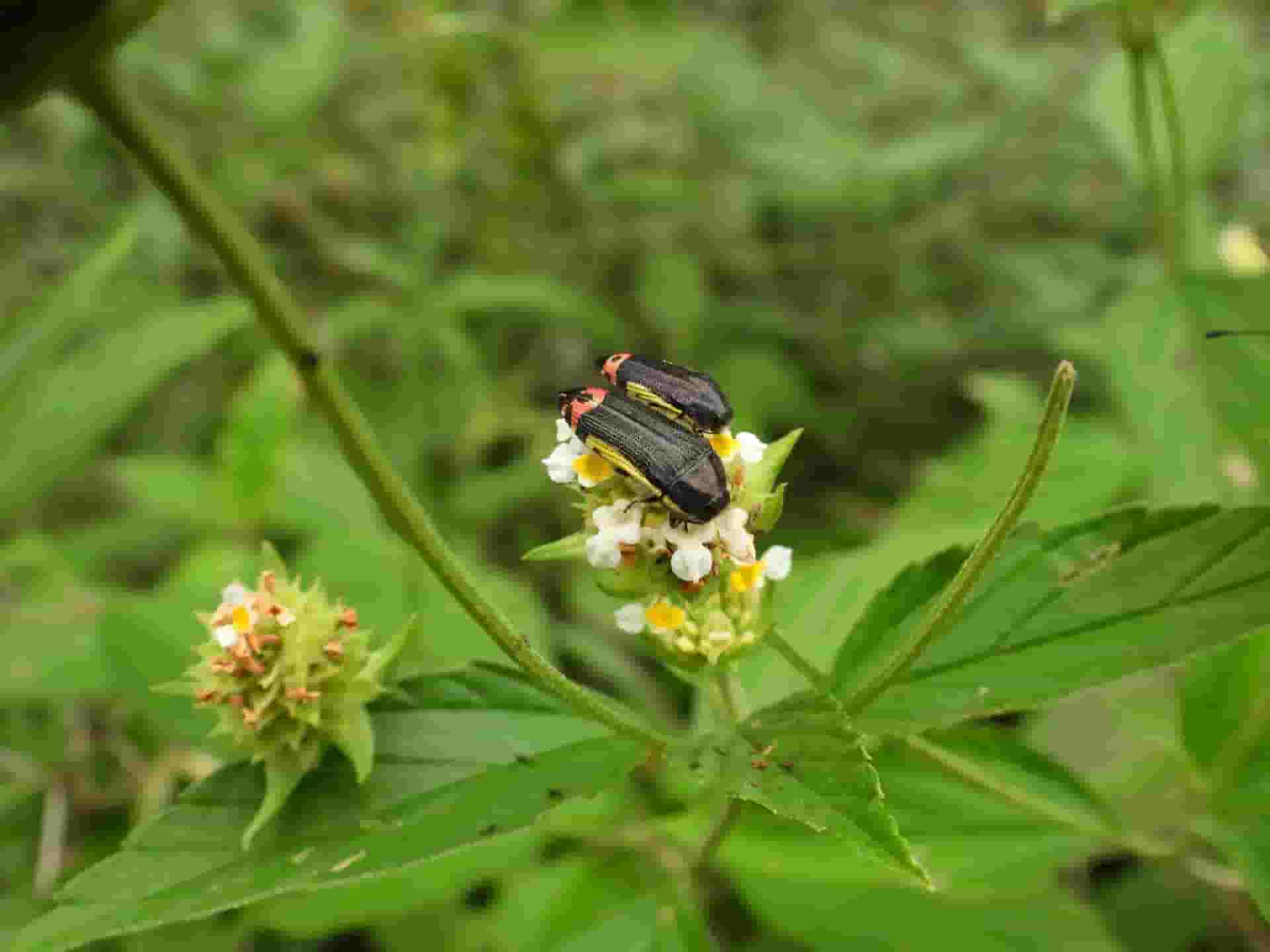 Parque Ecológico Chipinque