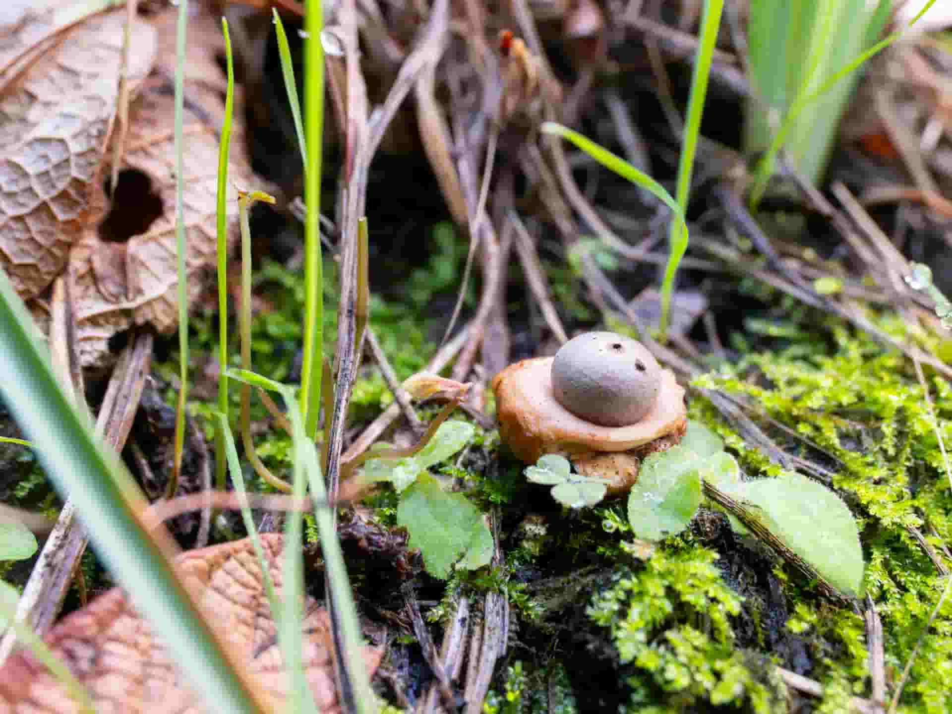 Reserva Natural Chipinque