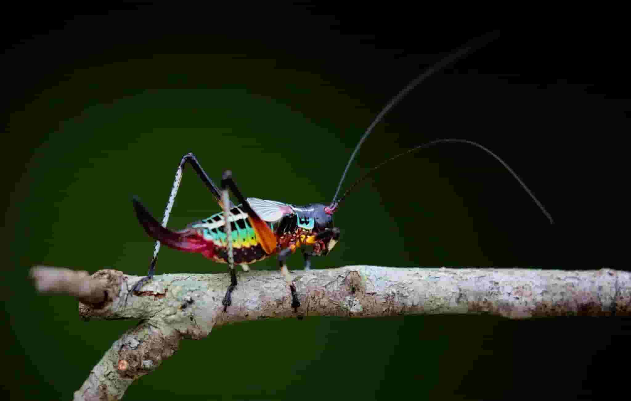 Parque Ecológico Chipinque