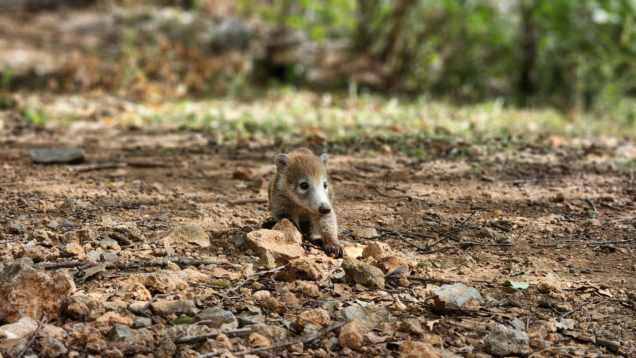 Biodiversidad en Chipinque