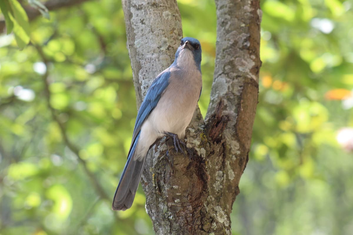 Biodiversidad en Chipinque
