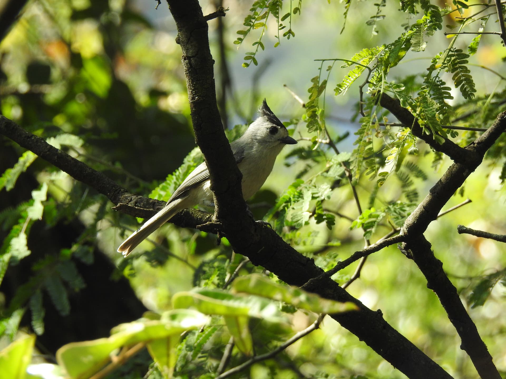 Aves