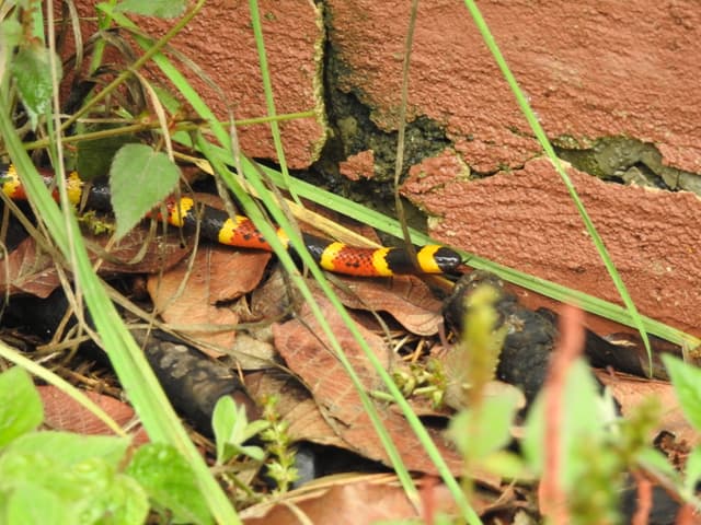 Biodiversidad en Chipinque