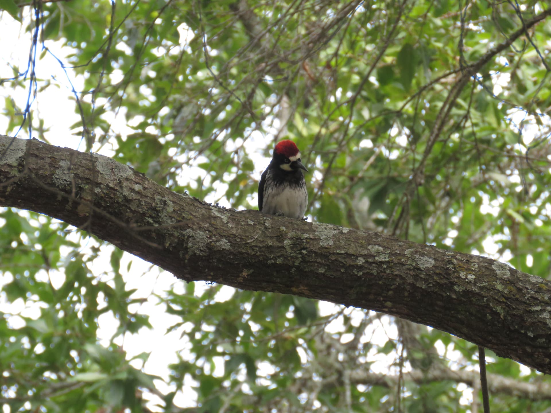 Aves