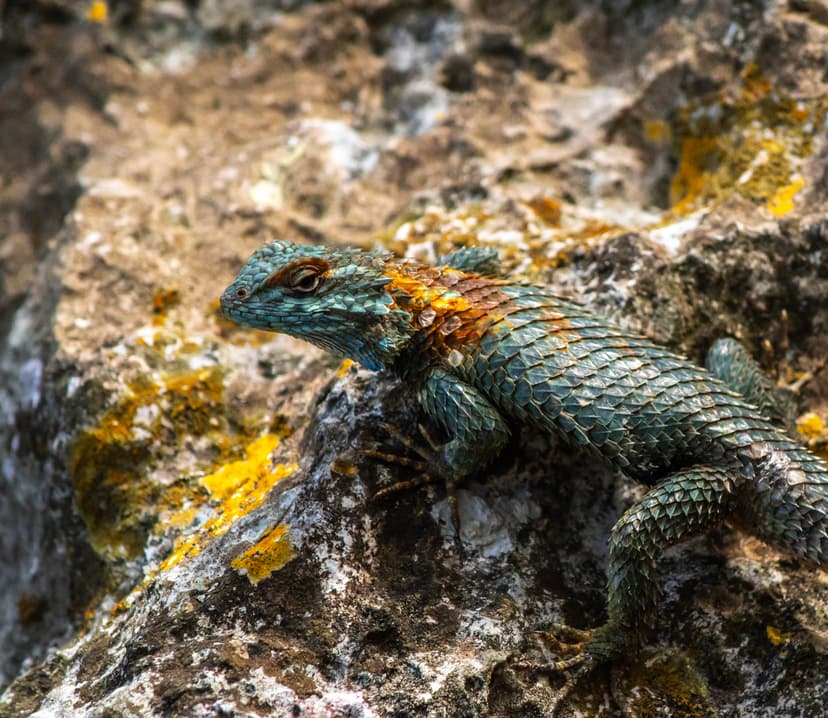 Biodiversidad en Chipinque