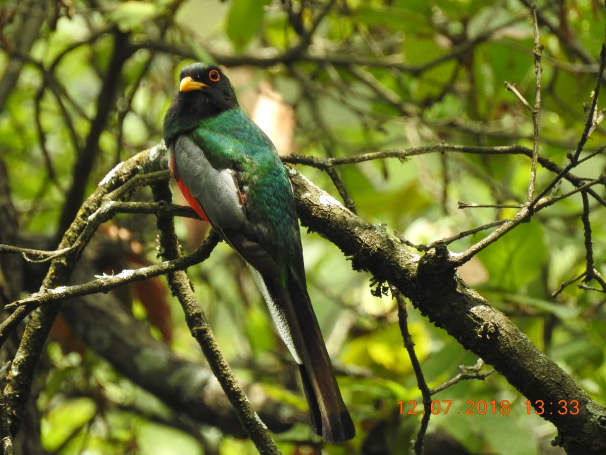 Aves