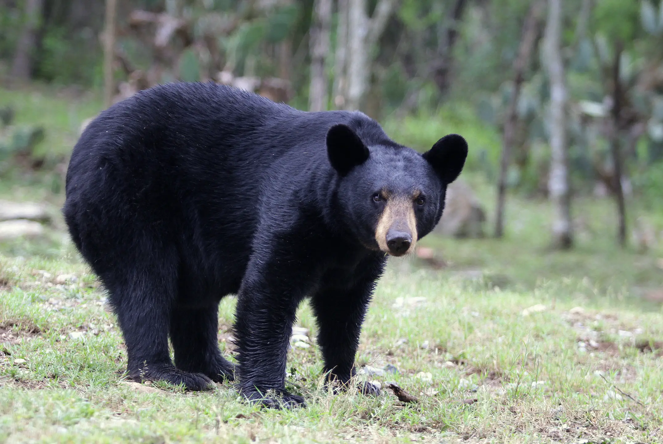 Reserva Natural Chipinque
